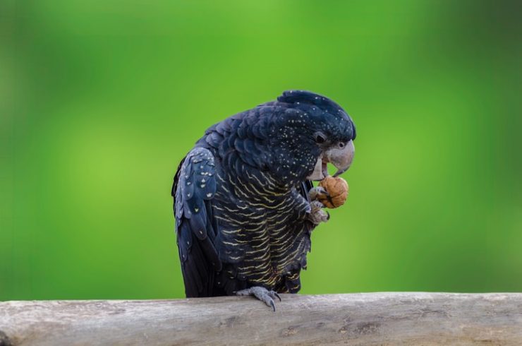 Black Parrots in Seychelles - Get to know more about the Blacknificent Bird