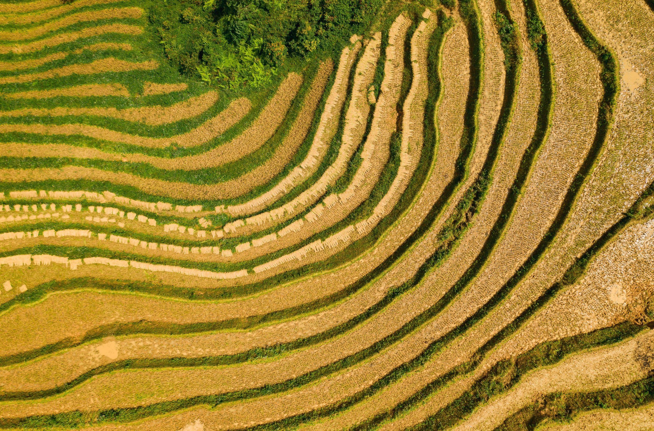 Your guide to the stunning rice terraces of the SaPa Valley