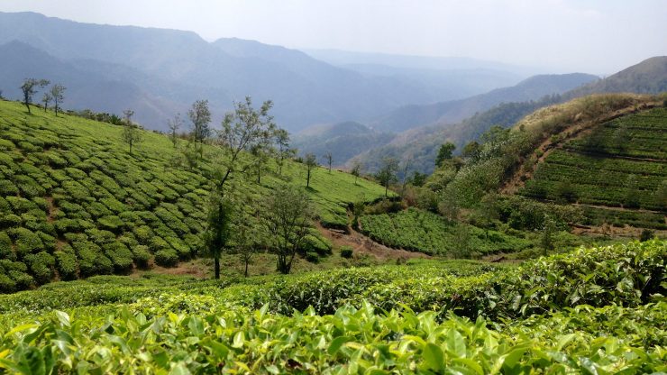Top 11 Must Visit Tea Estates in Assam 2020 | Get ready for a scenic Adv..