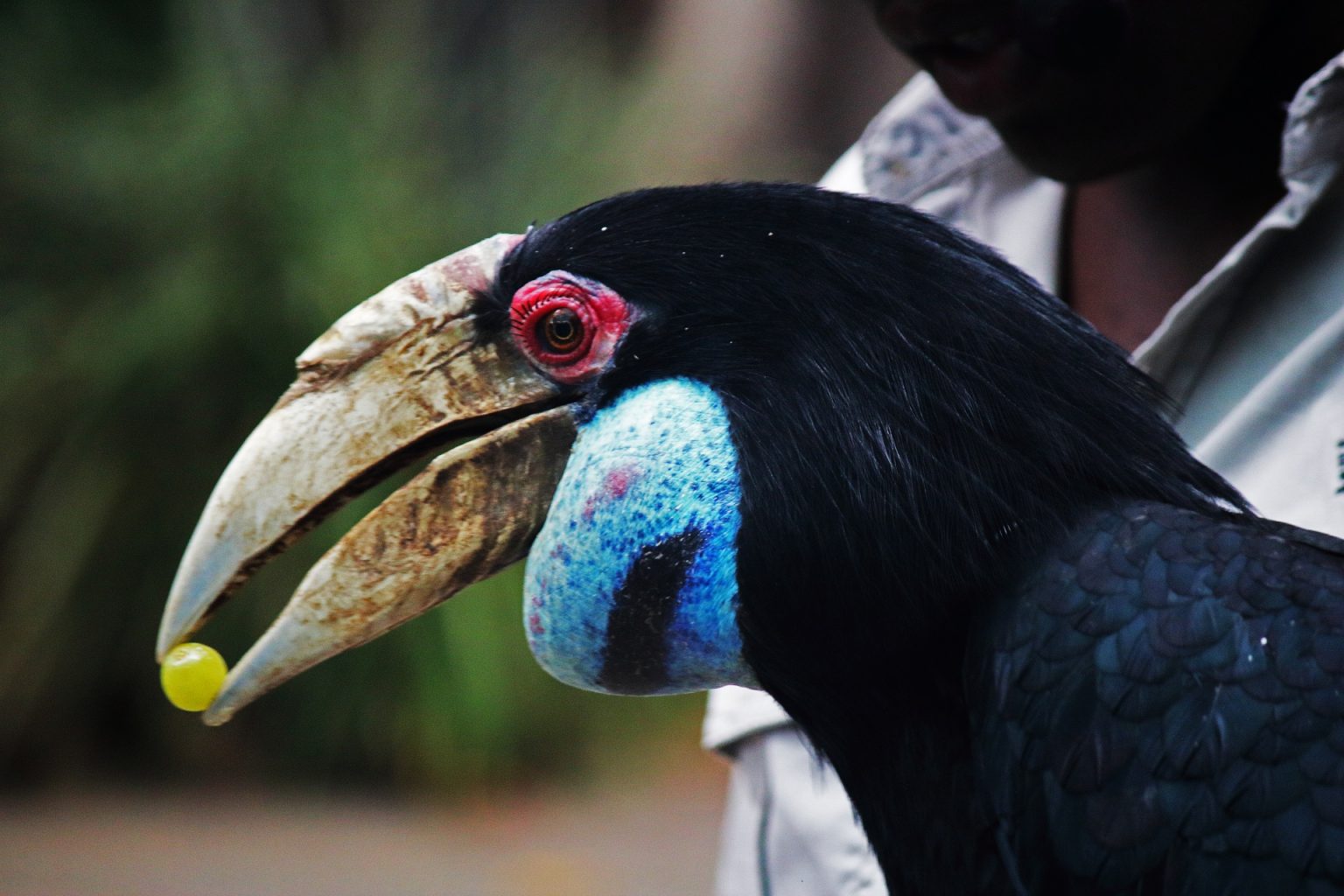 11 Facts about Hornbill - About the National bird and pride of Malaysia
