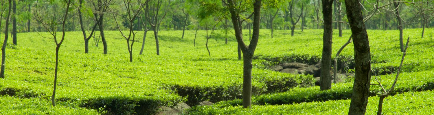 Dooars Tourism An untouched and unexplored natural getaway