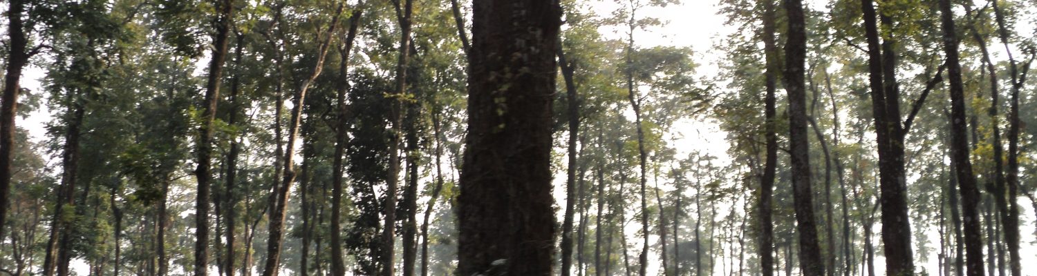 Jaldapara National Park: All you need to know about the Wildlife Safaris