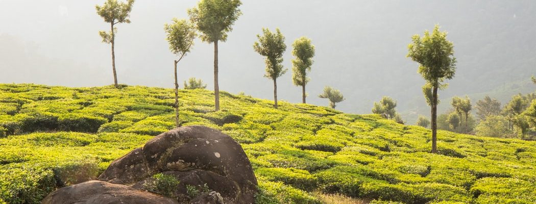 A handy guide to exploring the Rajamala Munnar Hills in Kerala