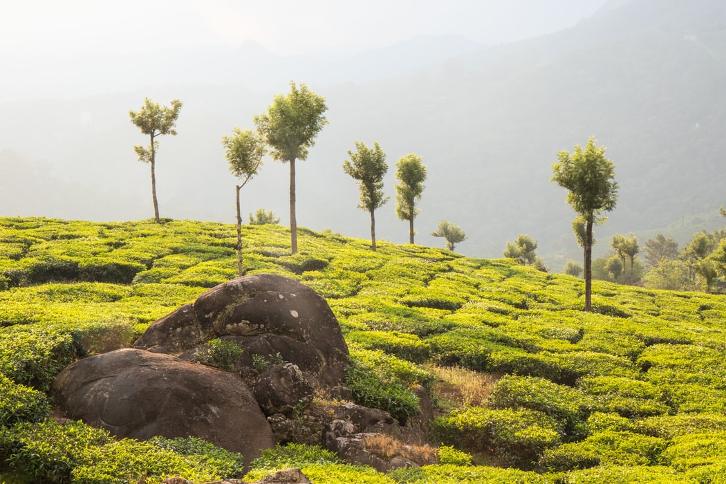 A handy guide to exploring the Rajamala Munnar Hills in Kerala